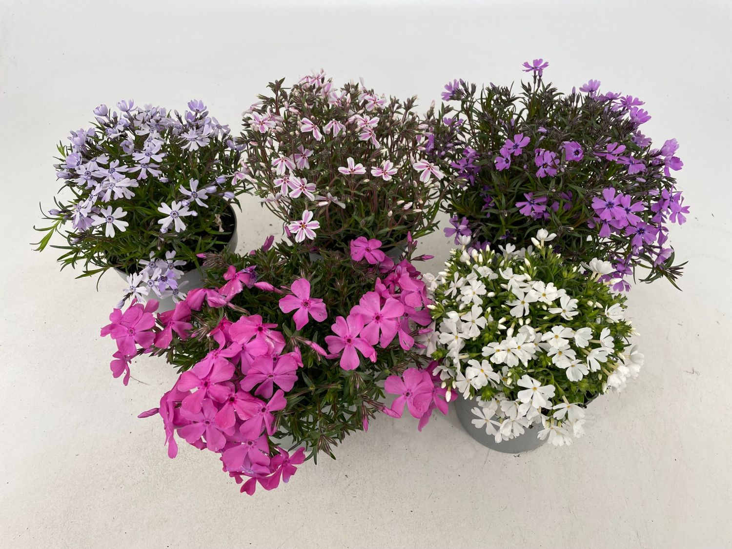 Phlox SUBULATA MIX — Plant Wholesale FlorAccess