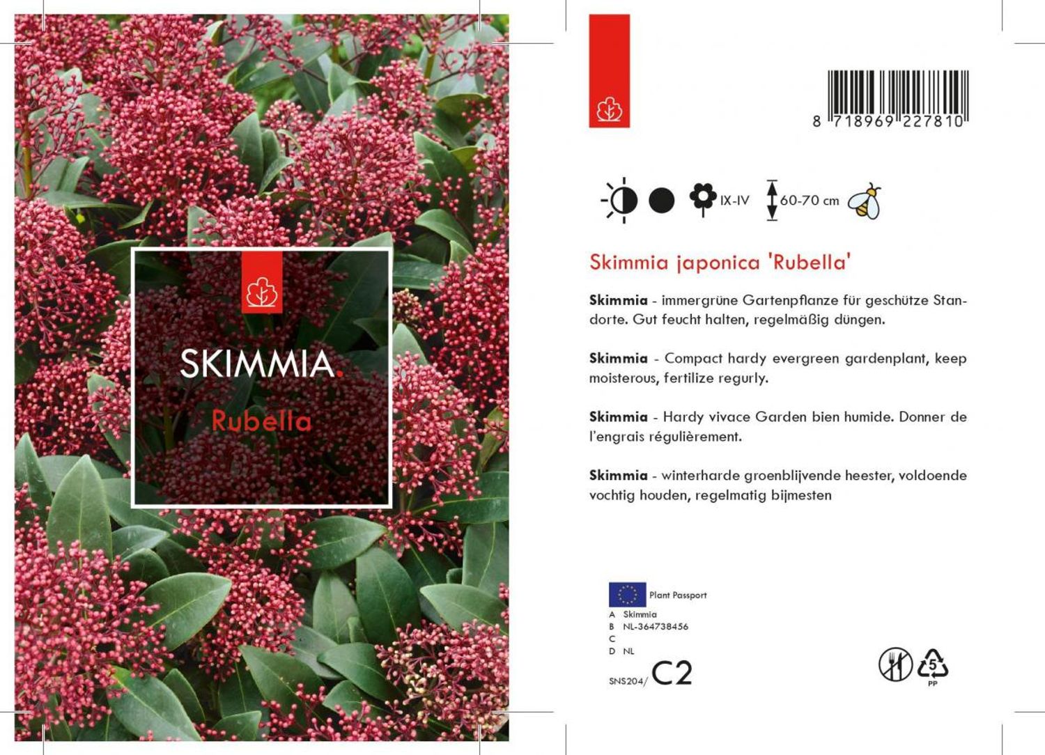Skimmia japonica 'Rubella' — Plant Wholesale FlorAccess