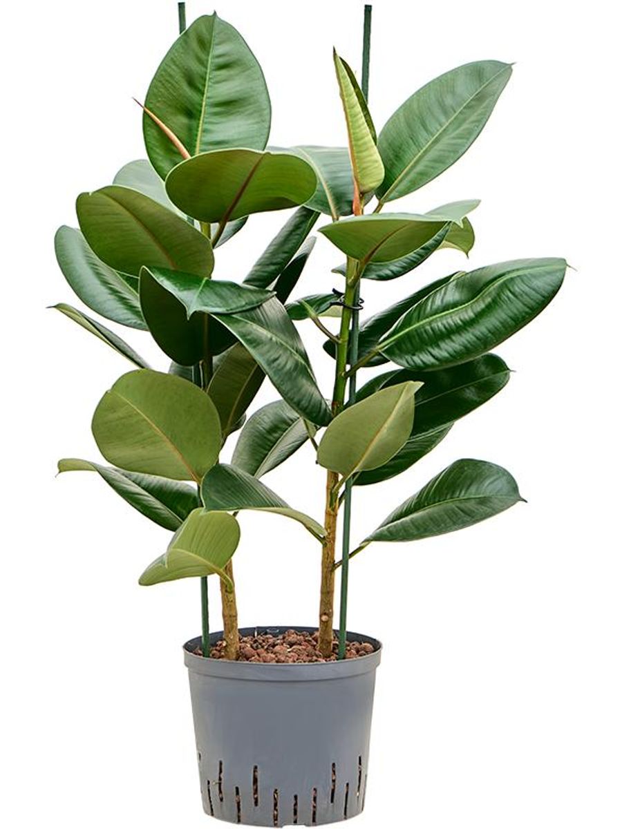 Ficus elastica 'Robusta' — Plant Wholesale FlorAccess