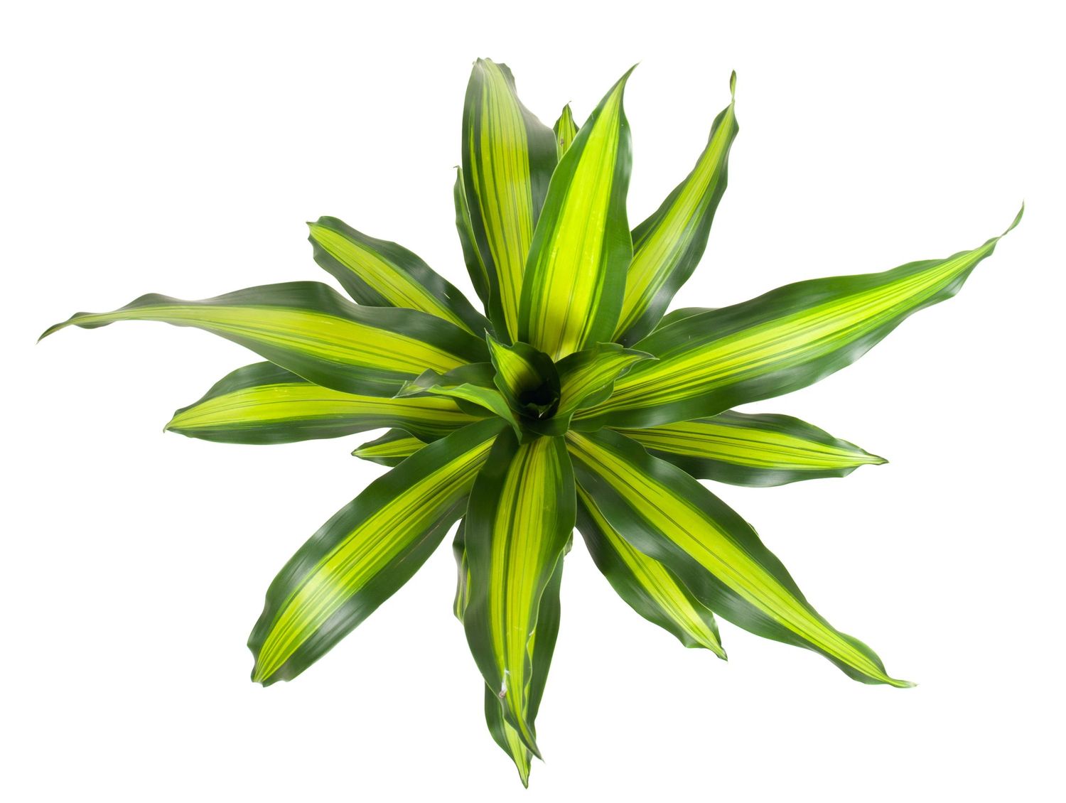 Dracaena fragrans BURLEY — Plant Wholesale FlorAccess