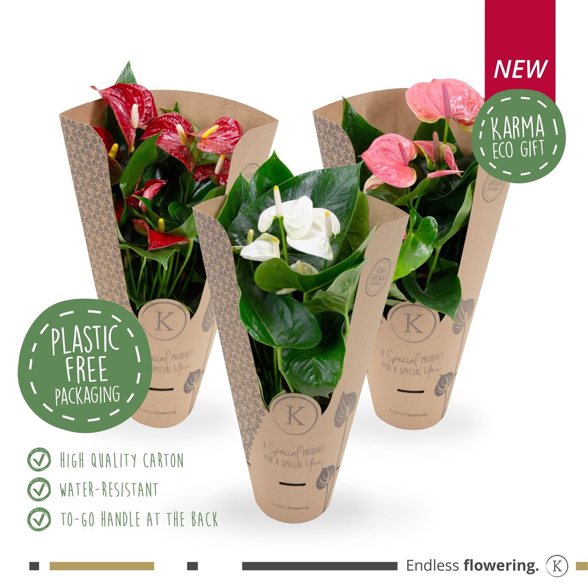 Anthurium MIX — Plant Wholesale FlorAccess
