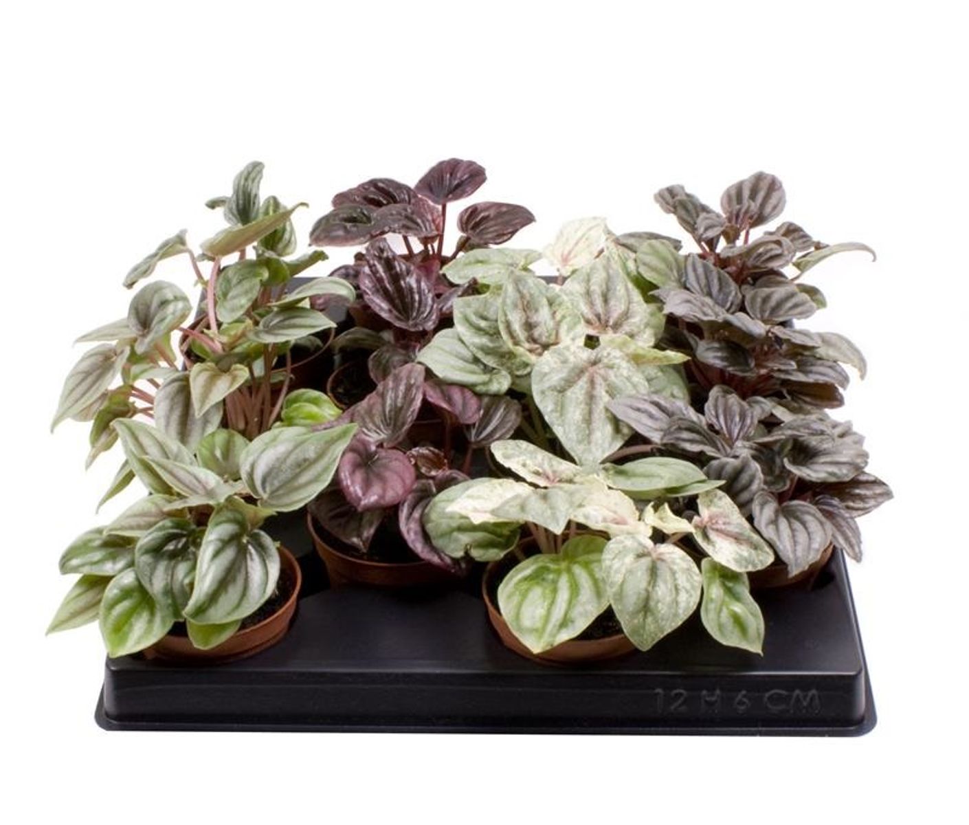 Peperomia caperata MIX — Plant Wholesale FlorAccess