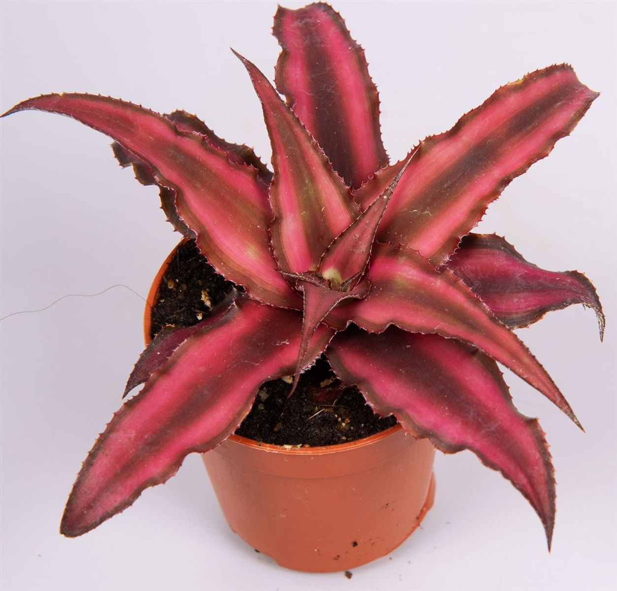 Cryptanthus bivittatus 'Red Star' — Plant Wholesale FlorAccess