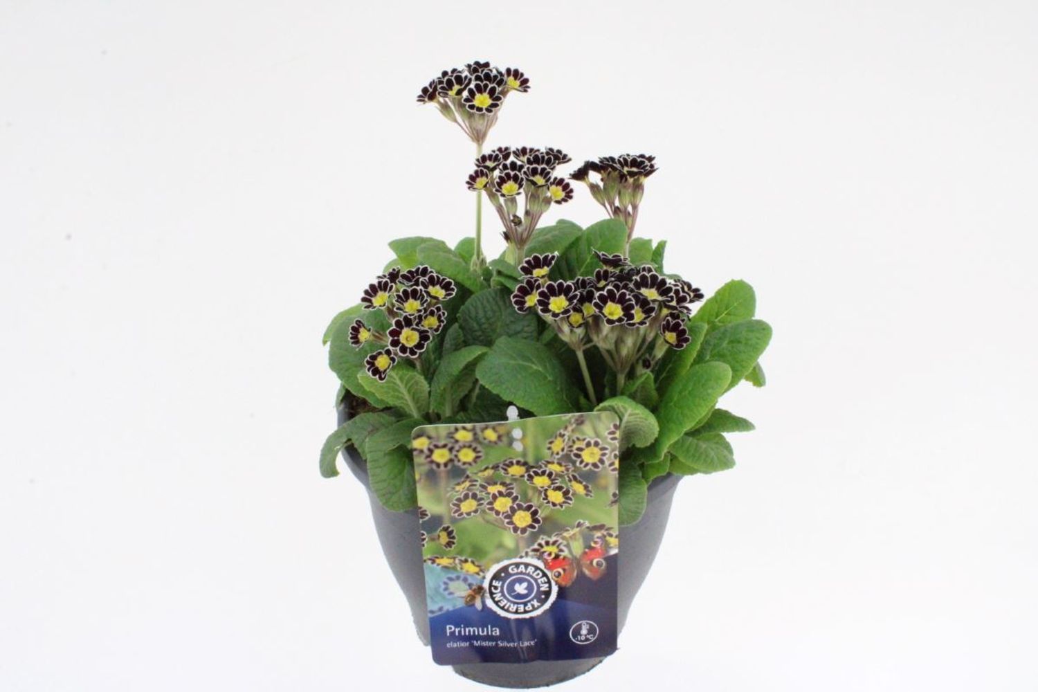 Primula 'Mister Silver Laced' — Plant Wholesale FlorAccess