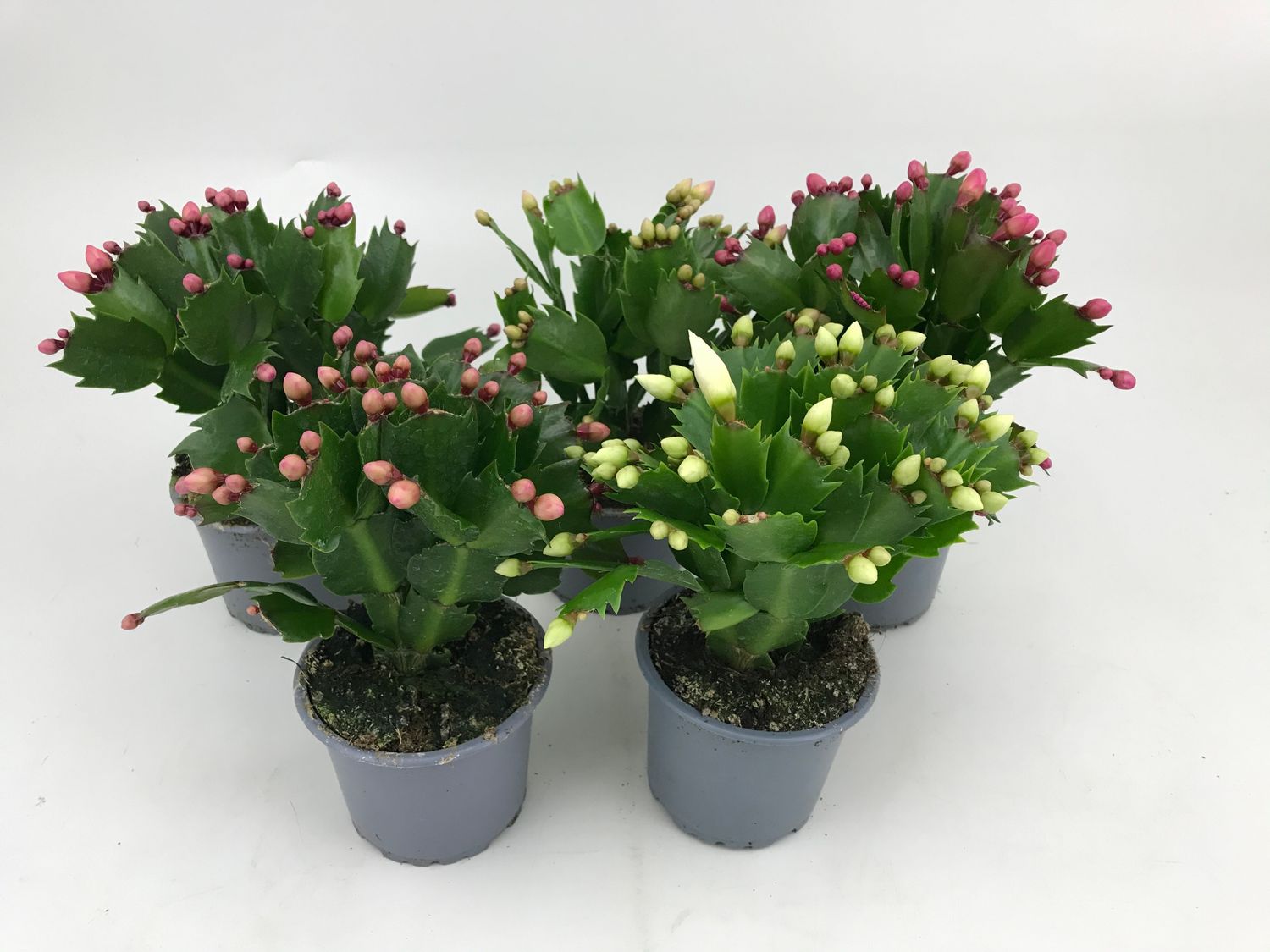 Schlumbergera THOR MIX — Plant Wholesale FlorAccess
