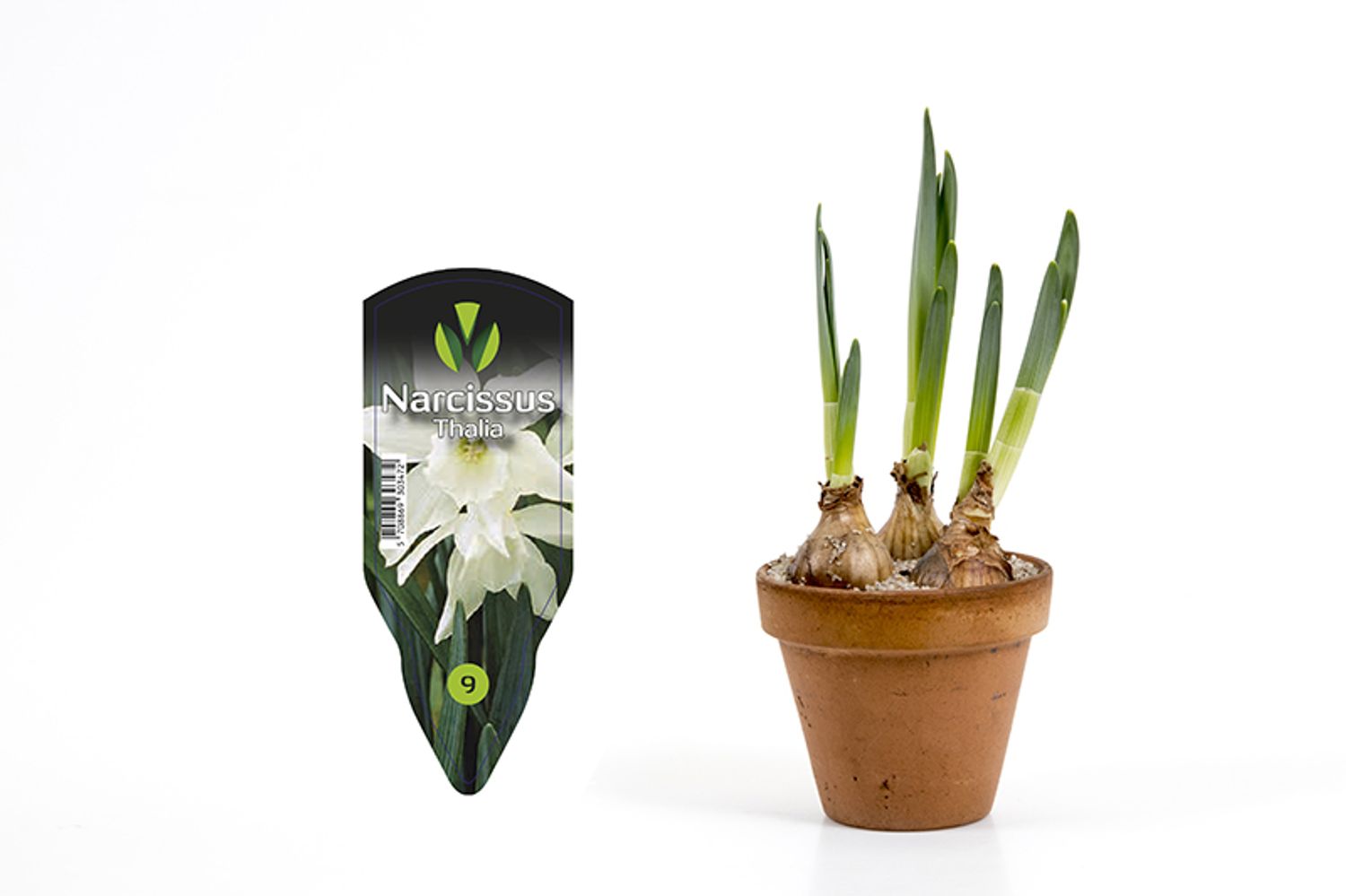 Narcissus 'Thalia' — Plant Wholesale FlorAccess