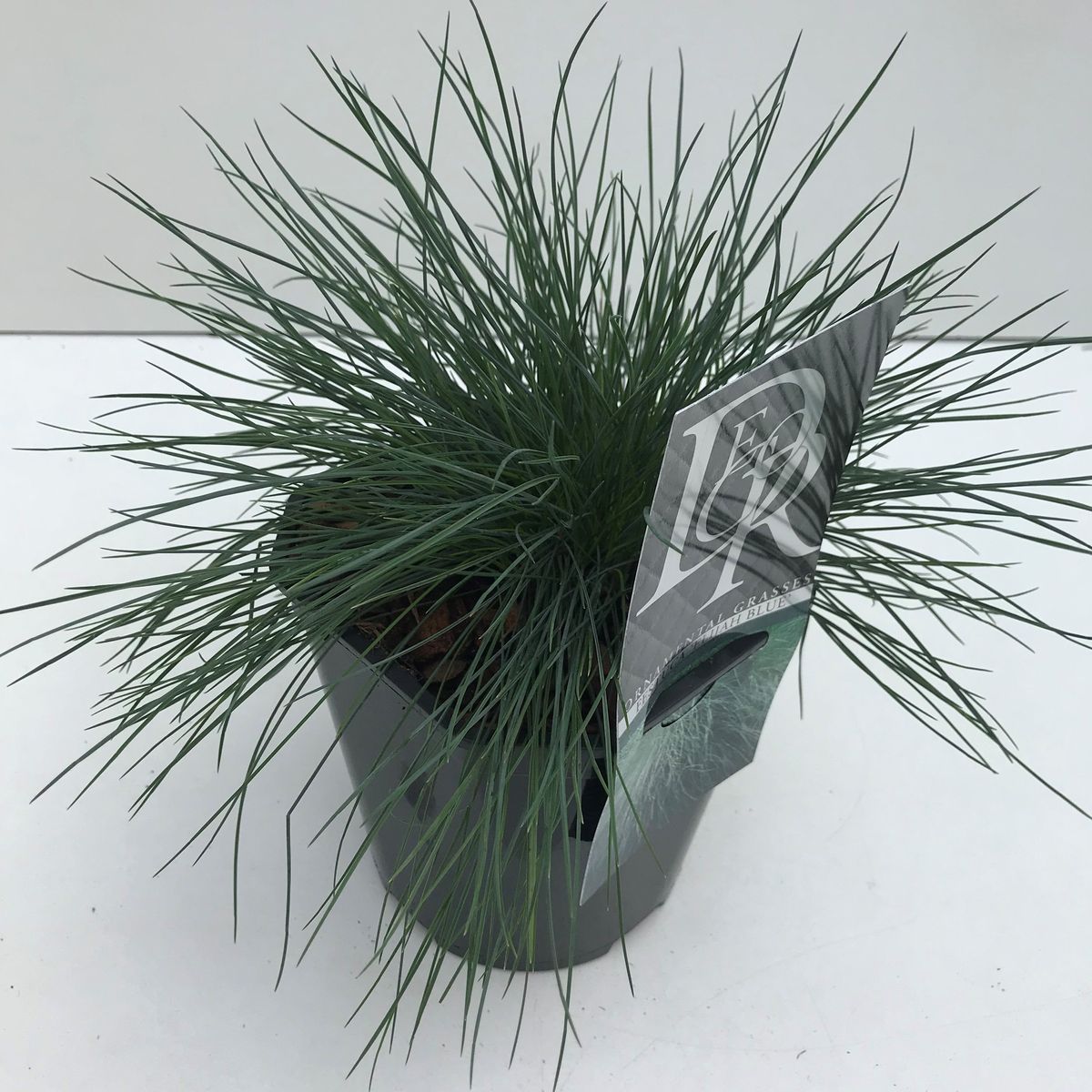 Festuca glauca 'Elijah Blue' — Mayorista de plantas FlorAccess