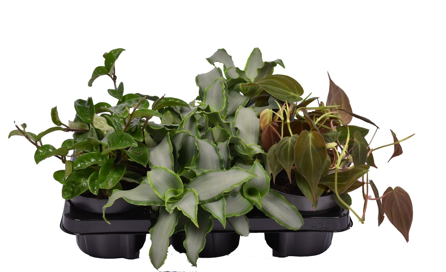Houseplants MIX — Plant Wholesale FlorAccess