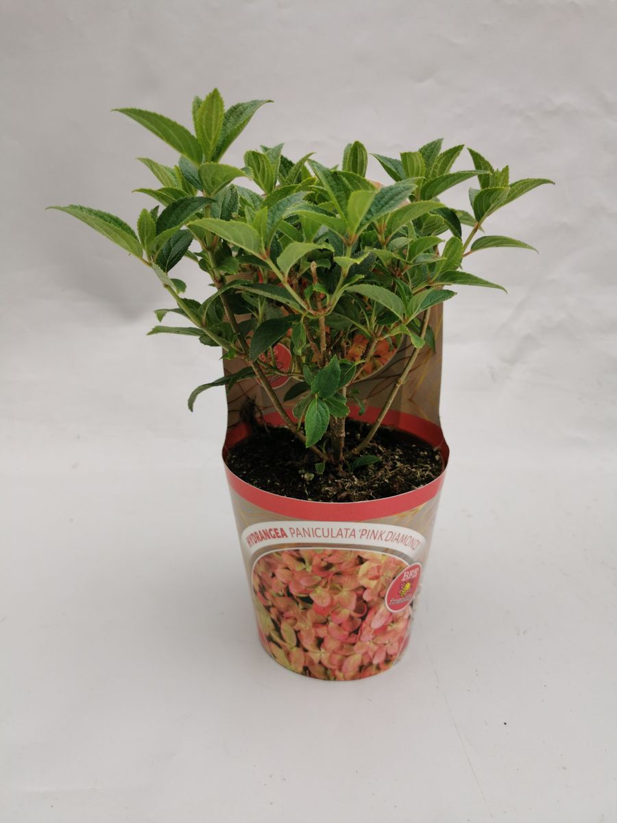 Hydrangea paniculata 'Pink Diamond' — Plant Wholesale FlorAccess