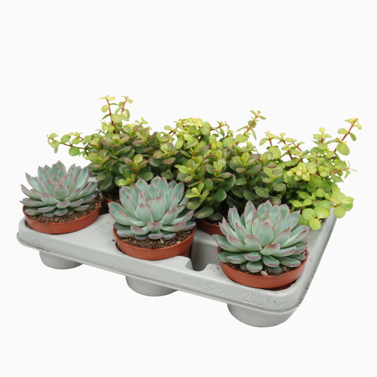 Succulents MIX — Plant Wholesale FlorAccess