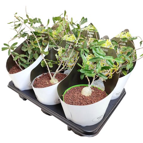 Fockea edulis — Plant Wholesale FlorAccess