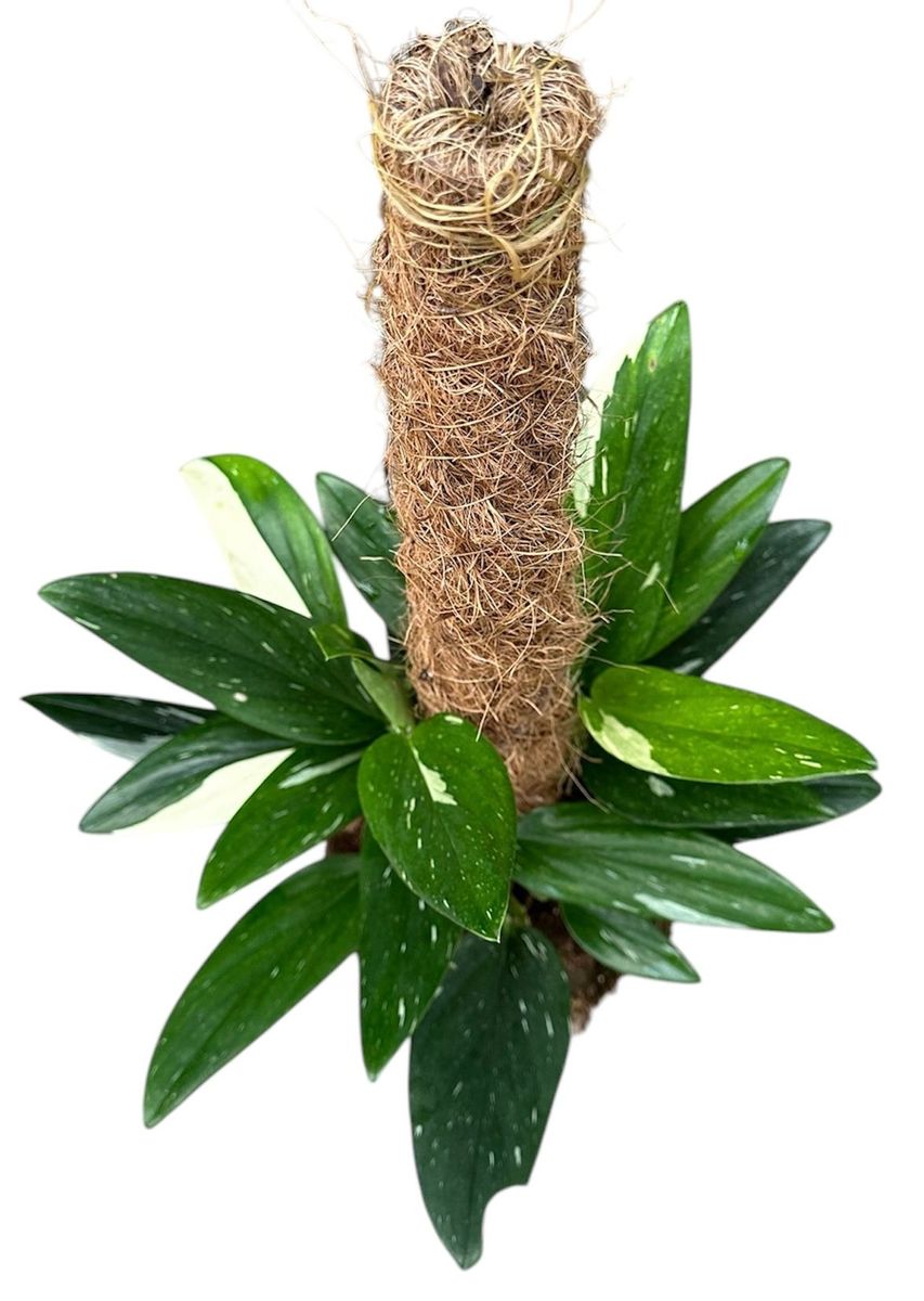 Monstera standleyana 'Variegata' — Toptan Bitki Satışı FlorAccess