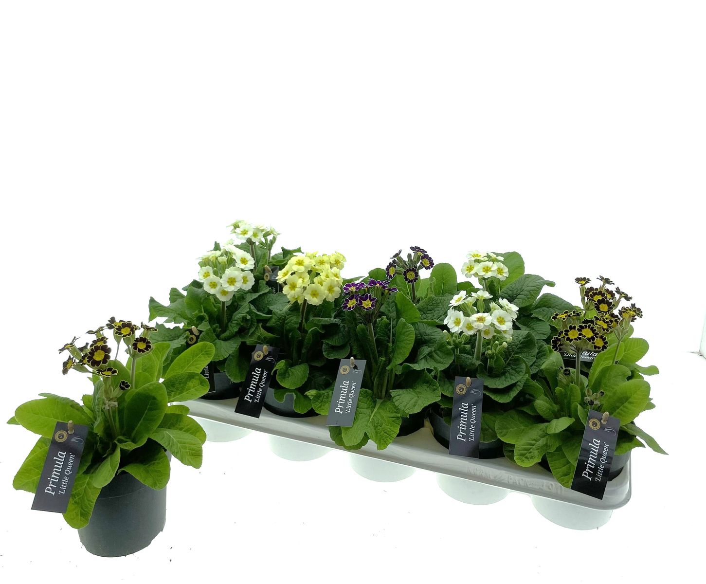 Primula veris LITTLE QUEEN MIX — Plant Wholesale FlorAccess