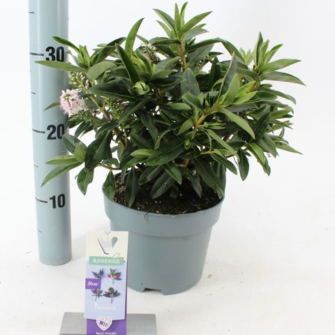 Hebe ADDENDA EARLY WHITE — Plant Wholesale FlorAccess