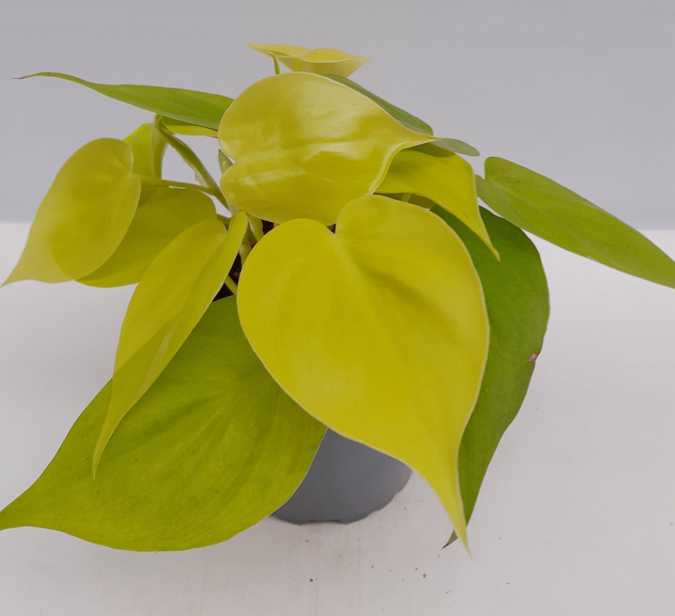 Philodendron scandens 'Neon' — Plant Wholesale FlorAccess