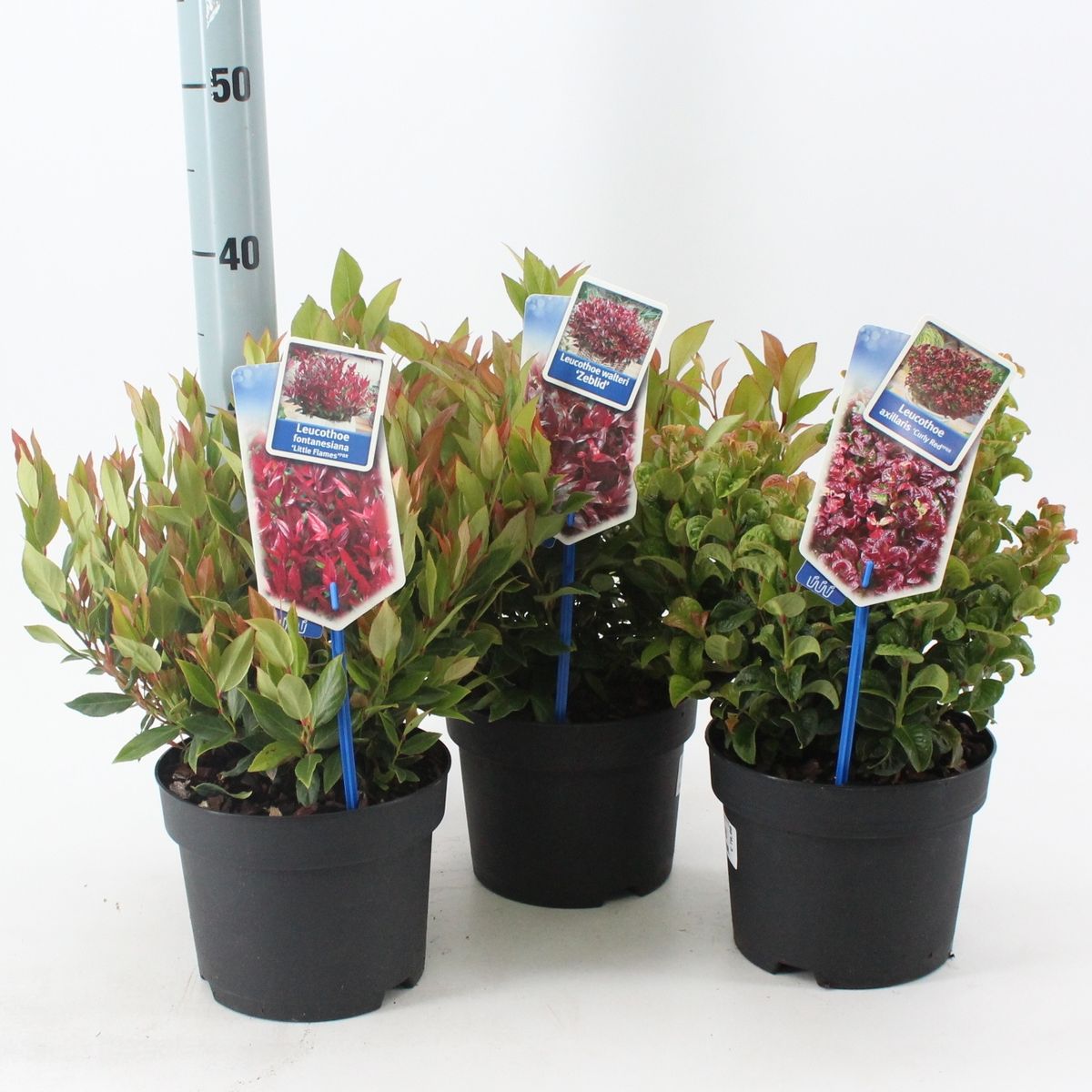 Leucothoe MIX — Plant Wholesale FlorAccess