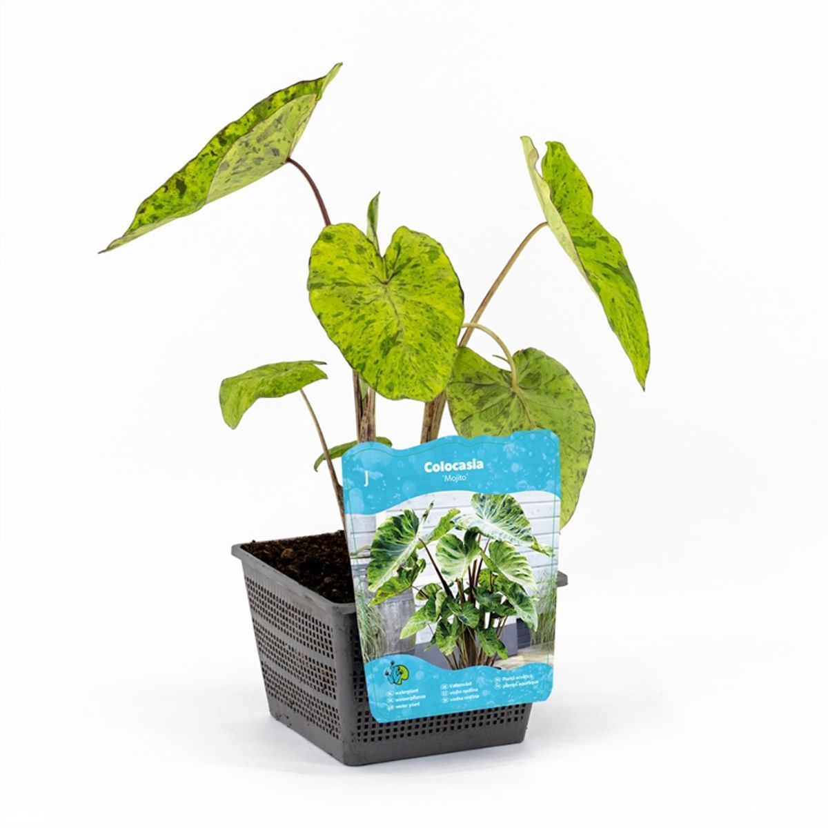 Colocasia esculenta 'Mojito' — Plant Wholesale FlorAccess