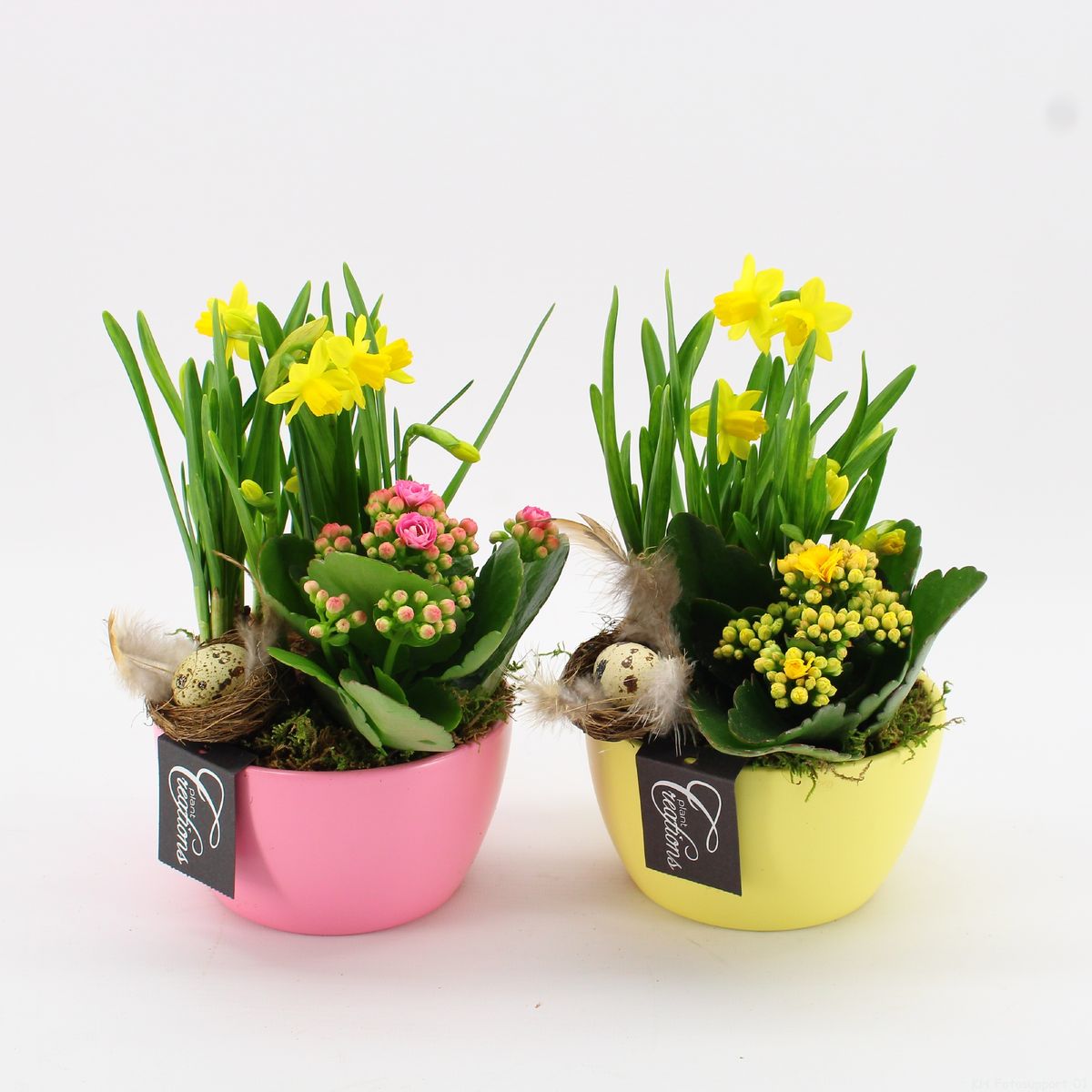 Arrangement Easter — Plant Wholesale FlorAccess