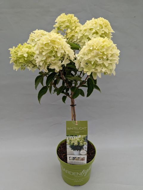 Hydrangea paniculata GARDENLIGHTS WHITELIGHT — Plant Wholesale FlorAccess