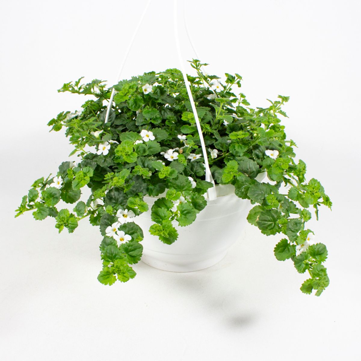 Sutera diffusa BIG BAJA WHITE — Plant Wholesale FlorAccess