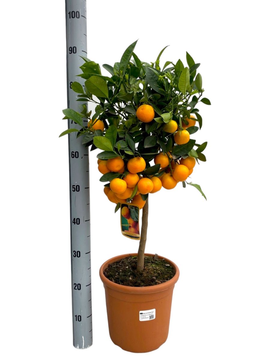 Citrus x microcarpa — Plant Wholesale FlorAccess