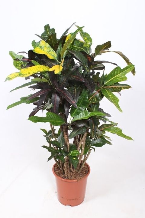 Codiaeum variegatum 'Excellent' — Plant Wholesale FlorAccess