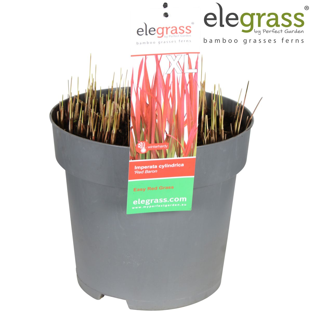 Imperata cylindrica 'Red Baron' — Plant Wholesale FlorAccess