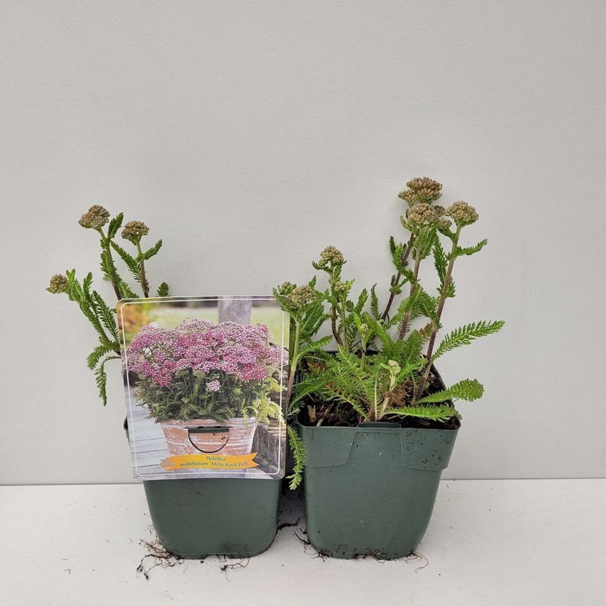 Achillea millefolium MILLY ROCK PINK — Plant Wholesale FlorAccess