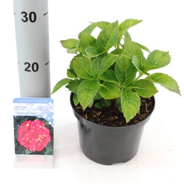 Hydrangea macrophylla GLOWING ALPS — Mayorista de plantas FlorAccess