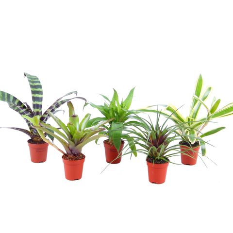 Bromelia MIX — Mayorista de plantas FlorAccess