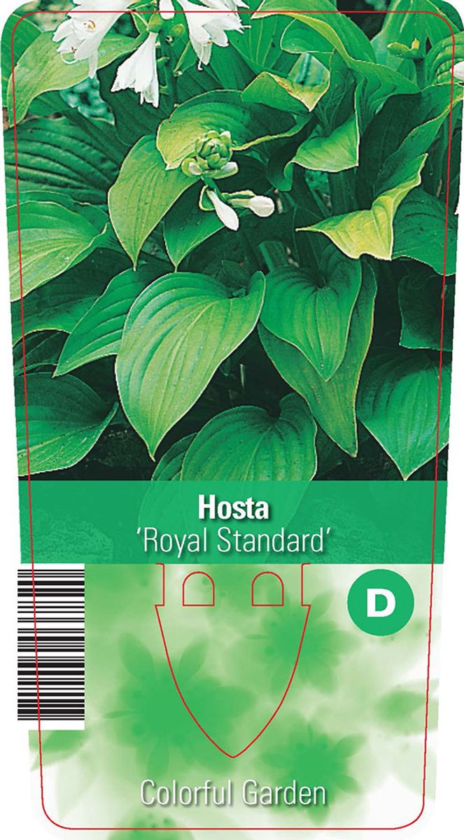 Hosta 'Royal Standard' — Plant Wholesale FlorAccess