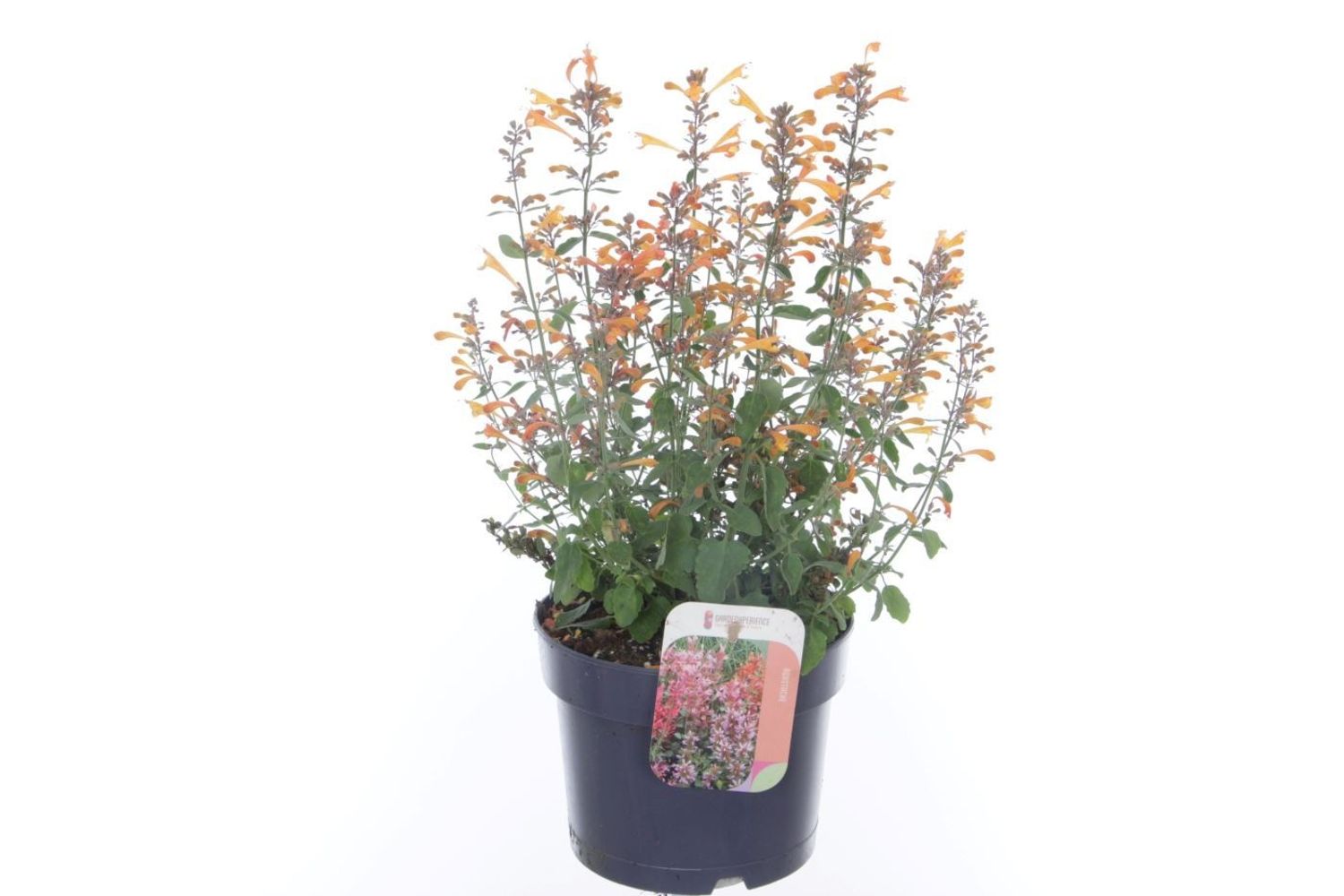 Agastache 'Arizona Sandstone' — Plant Wholesale FlorAccess
