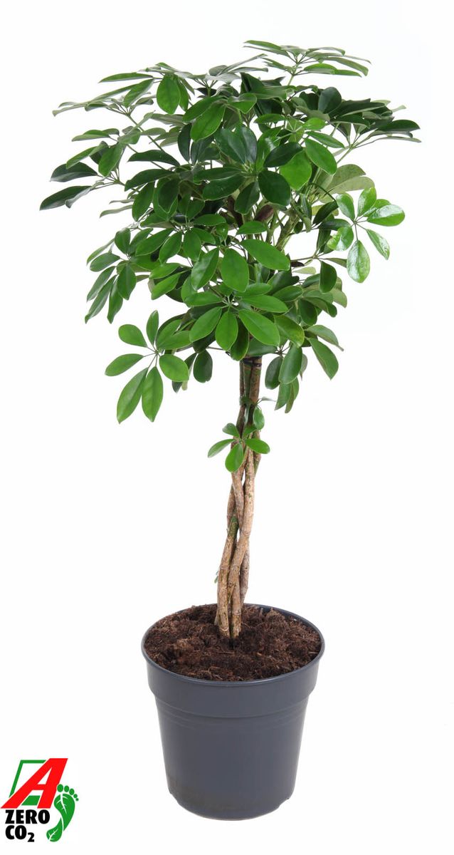 Schefflera arboricola 'Compacta' — Plant Wholesale FlorAccess