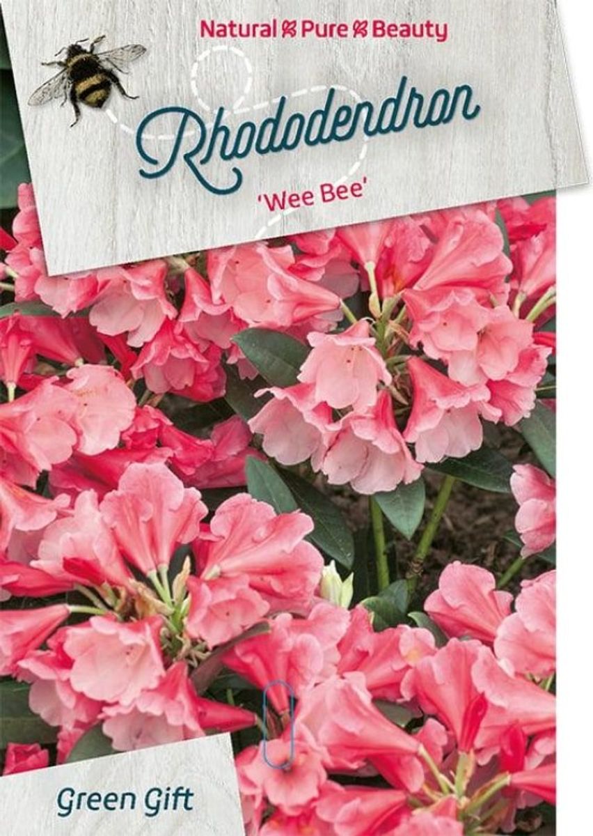 Rhododendron 'Wee Bee' — Plant Wholesale FlorAccess