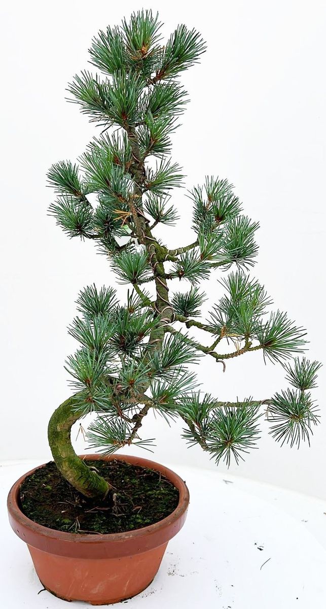 Pinus parviflora — Plant Wholesale FlorAccess