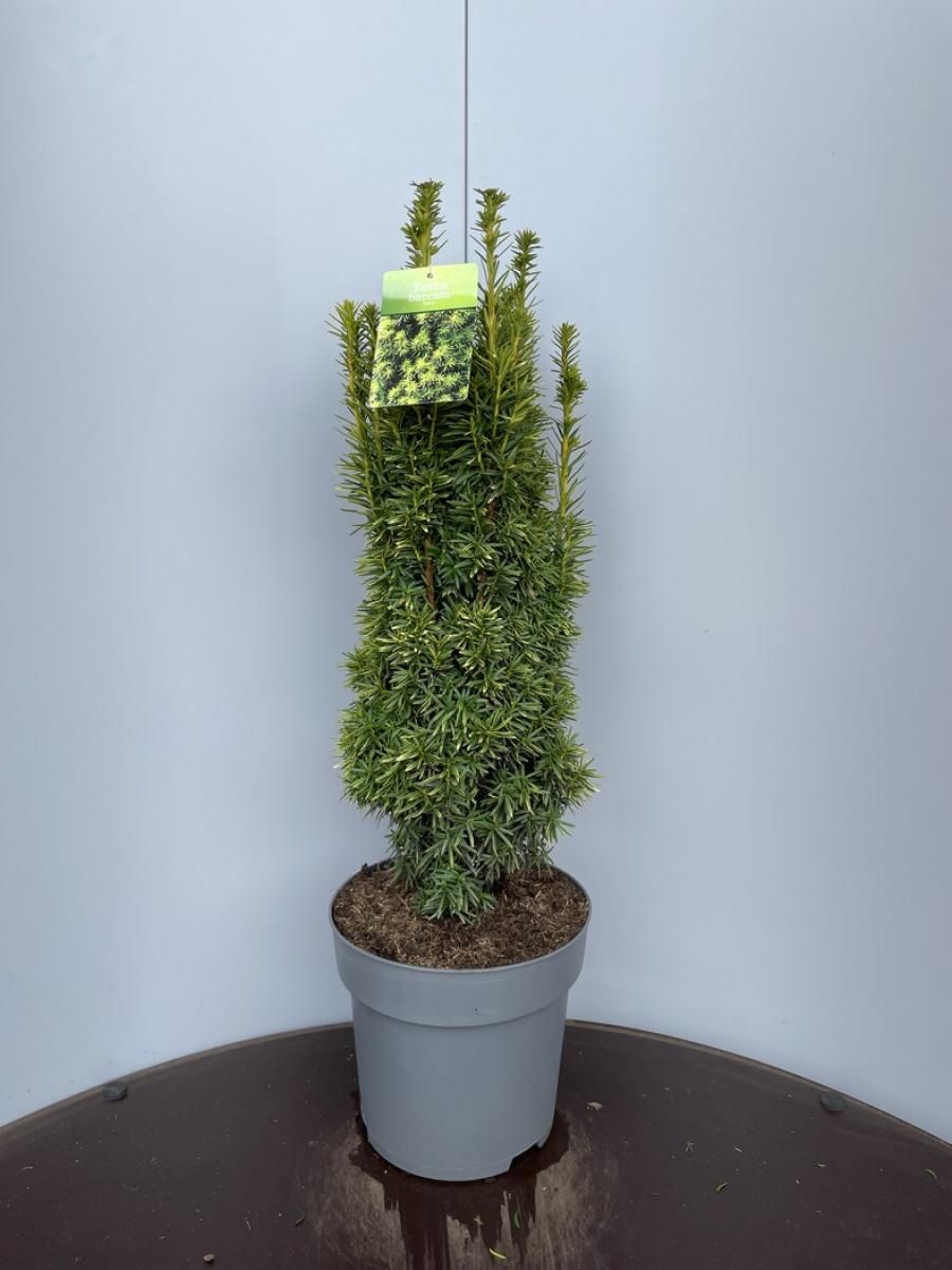 Taxus baccata 'David' — Plant Wholesale FlorAccess