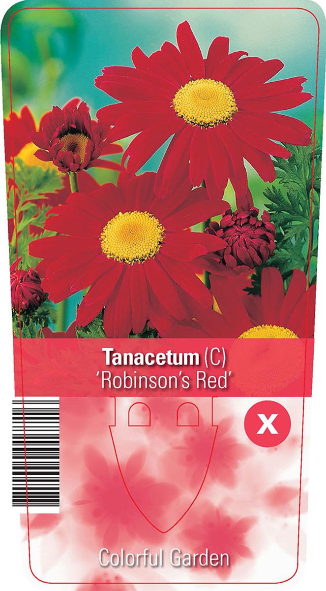 Tanacetum 'Robinson's Red' — Plant Wholesale FlorAccess