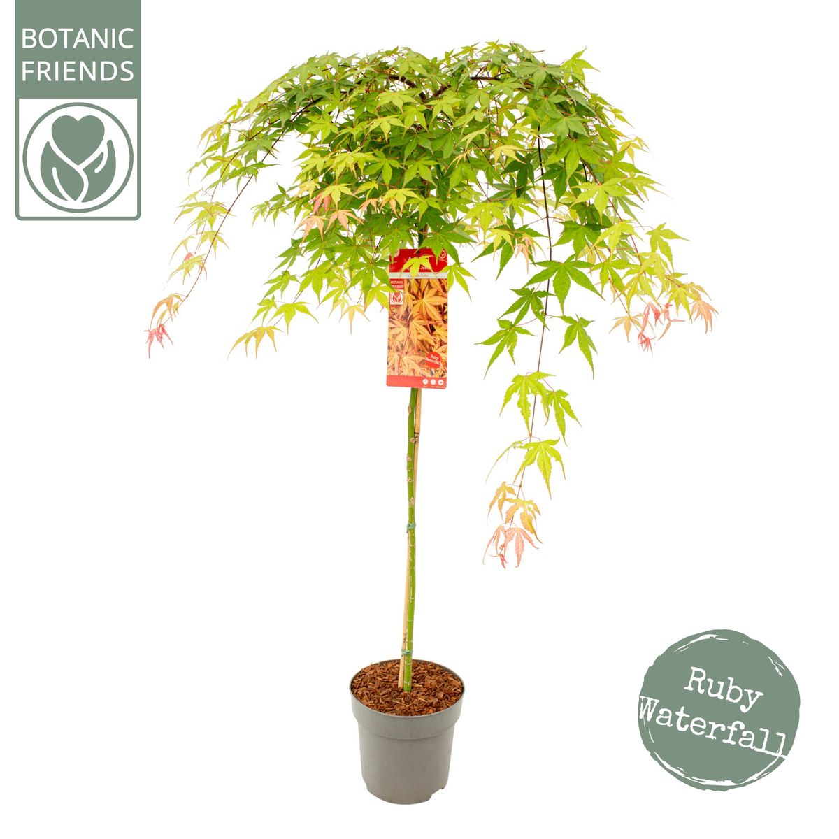 Acer palmatum CASCADE RUBY — Plant Wholesale FlorAccess