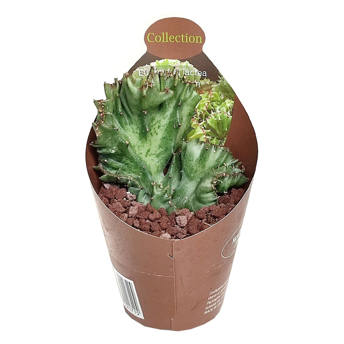 Euphorbia lactea cristata — Plant Wholesale FlorAccess