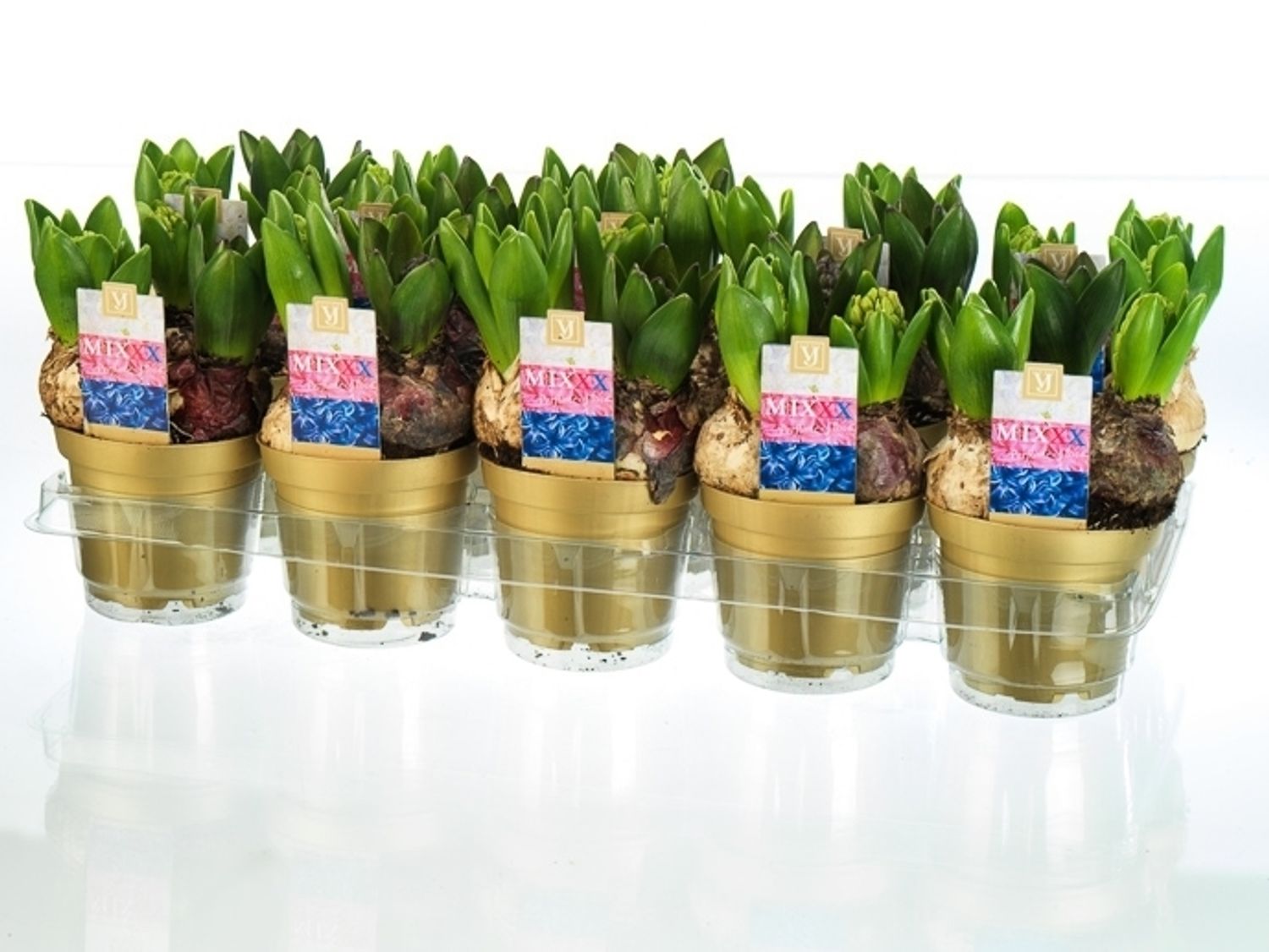 Hyacinthus orientalis MIX IN POT — Plant Wholesale FlorAccess