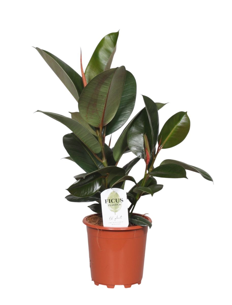 Ficus elastica 'Robusta' — Mayorista de plantas FlorAccess