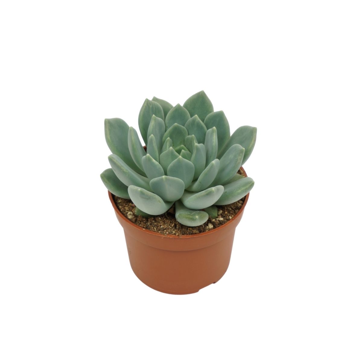 x Pachyveria 'Corvus' — Plant Wholesale FlorAccess