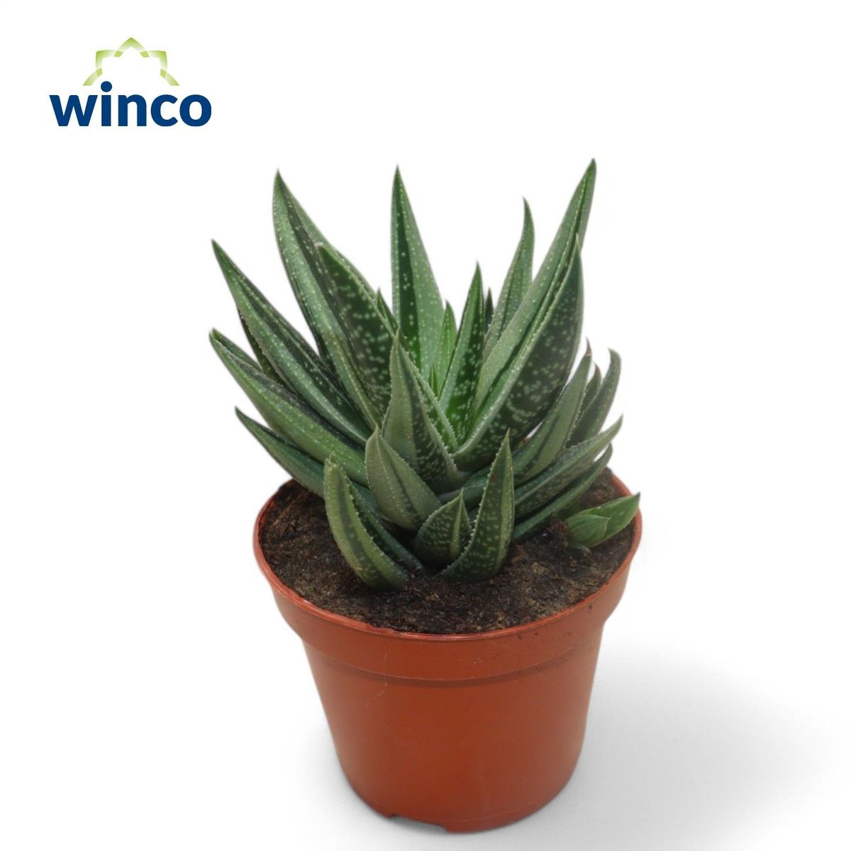 x Gasteraloe 'Variegata' — Plant Wholesale FlorAccess