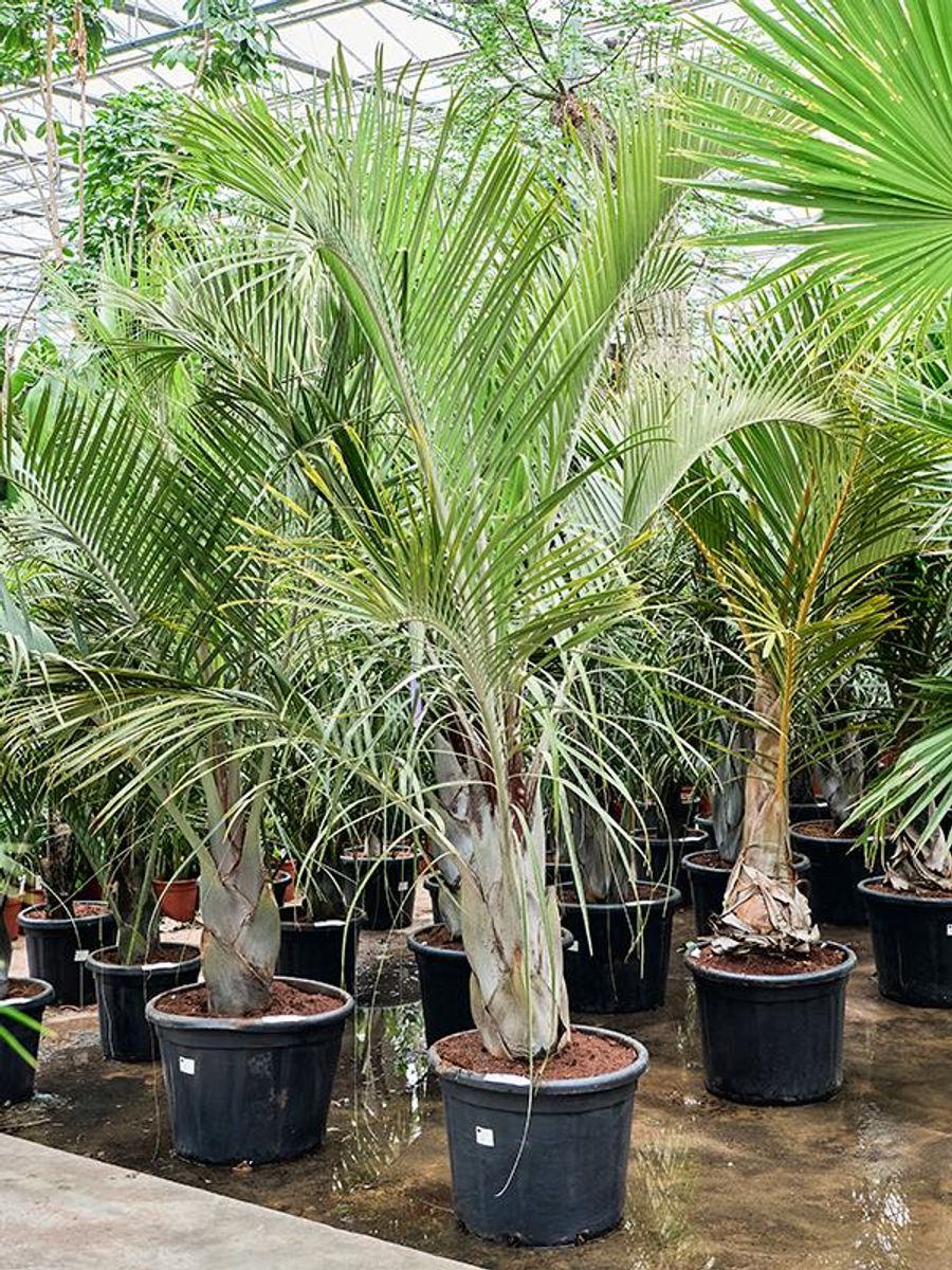 Dypsis Decaryi — Plant Wholesale Floraccess