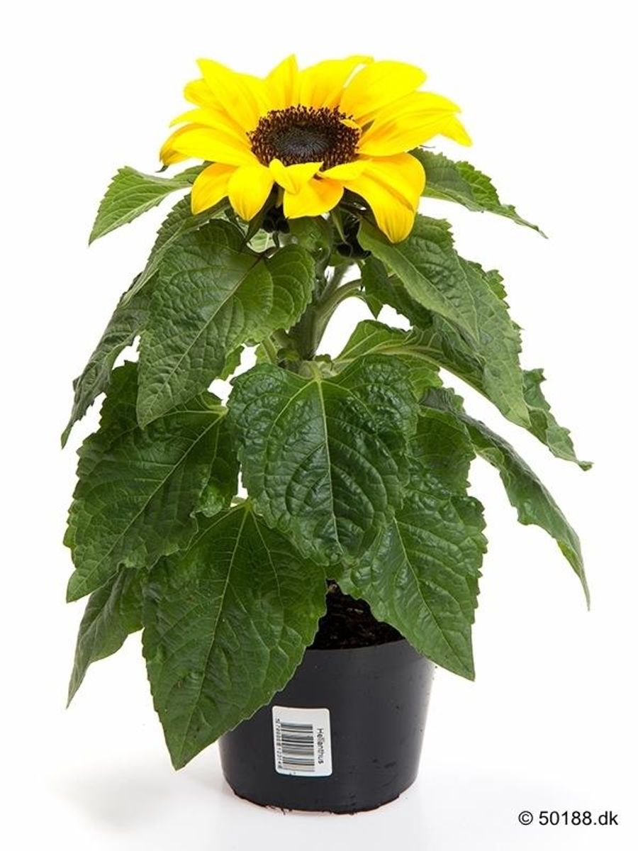 Helianthus annuus 'Pacino' — Plant Wholesale FlorAccess