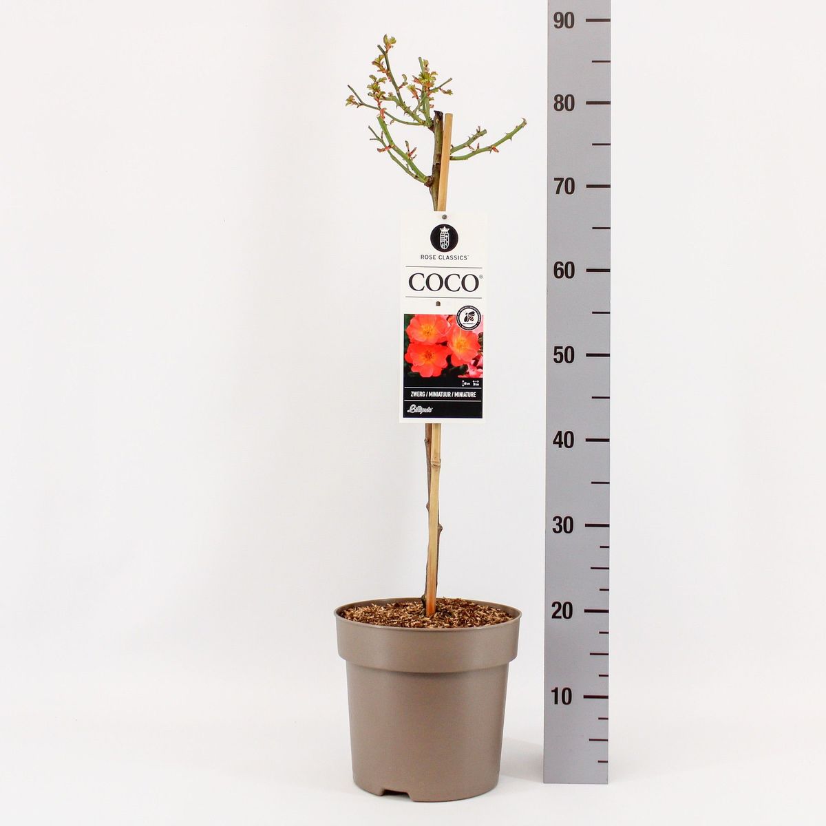 Rosa COCO — Toptan Bitki Satışı FlorAccess