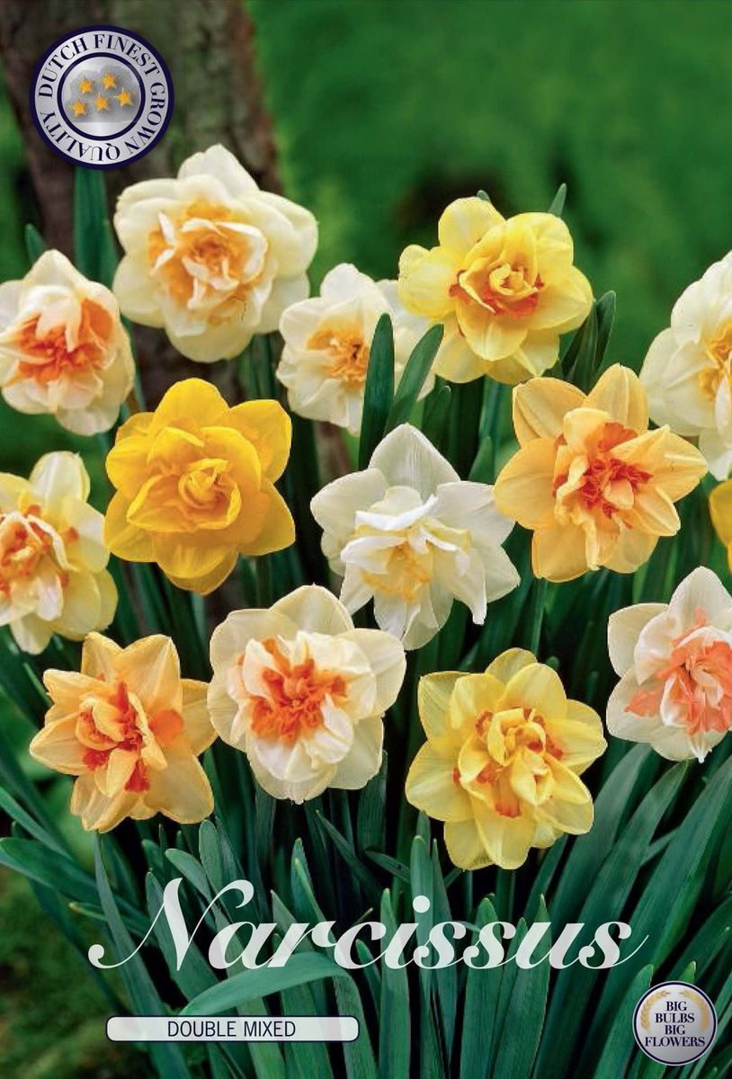 Narcissus DOUBLE MIX — Plant Wholesale FlorAccess