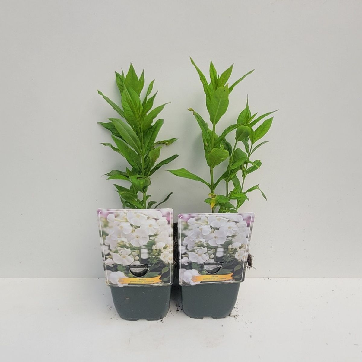 Phlox 'Danielle' — Plant Wholesale FlorAccess