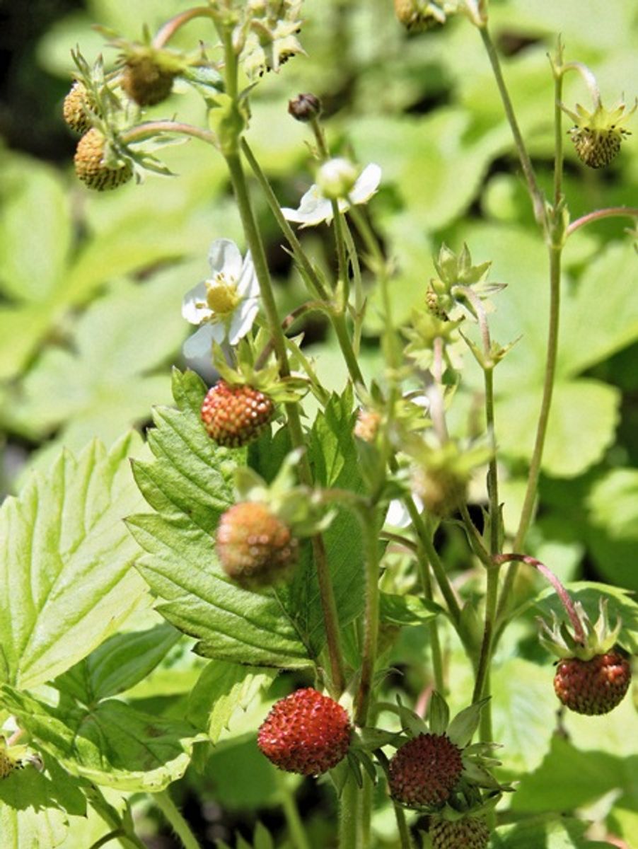 Fragaria vesca — Plant Wholesale FlorAccess