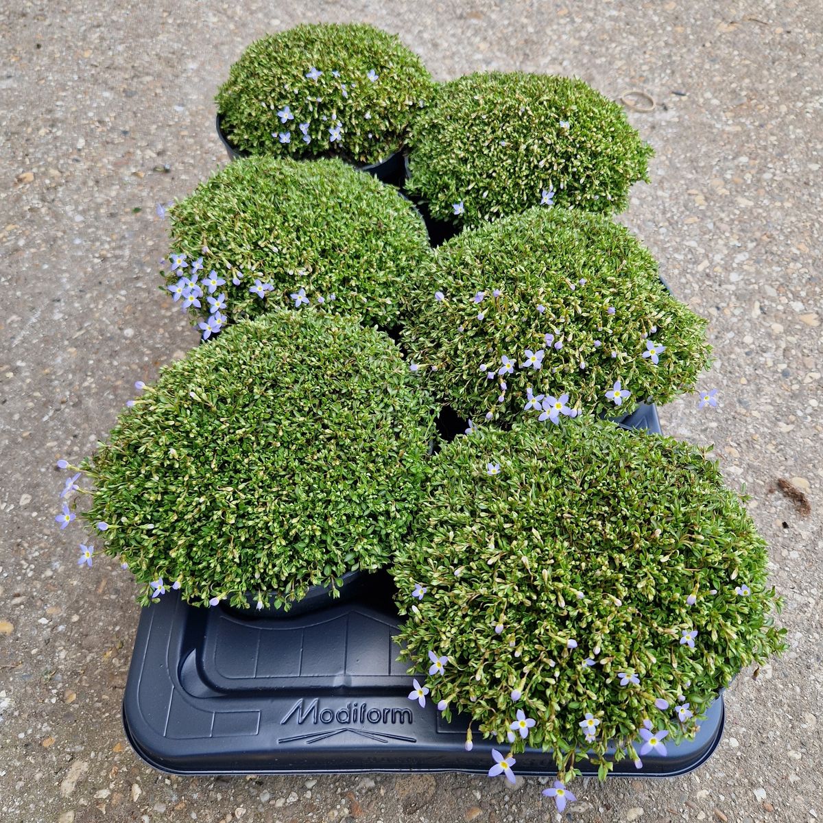 Houstonia caerulea — Plant Wholesale FlorAccess